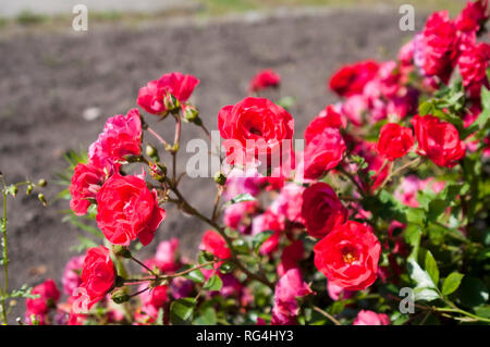 High resolution image. Bush of roses in a garden Stock Photo - Alamy