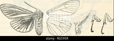 An Echo Moth (Seirarctia echo) caterpillar (larva) perches on twig in ...