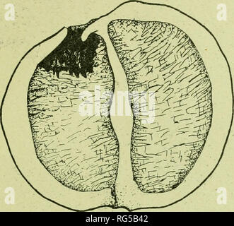 Navel end rot (Alternaria citri) showing as internal damage in a cross ...