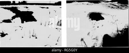 . Monitoring animal use of modified drainage culverts on the Lolo South ...