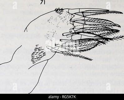 copepods (Copepoda), female Stock Photo - Alamy