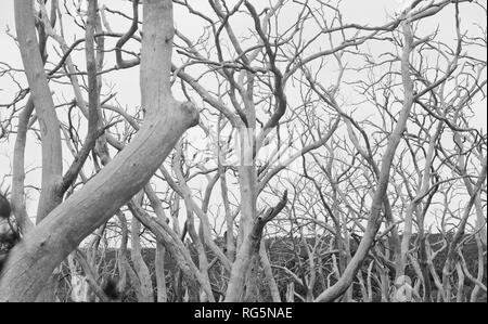 Defoliated dead eucalyptus trees Stock Photo - Alamy
