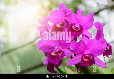 Bouquet of hybrid pink Cattleya orchid flower in garden, flower ...