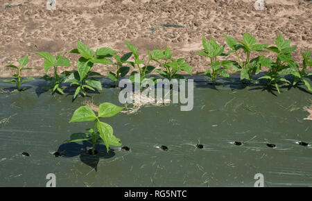 Legume ground cover plants in mature oil palm plantation Malaysia Stock ...