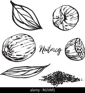 Nutmeg Nuts Isolated Outline Illustration Stock Vector Image & Art - Alamy