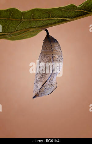 Close-up of cocoon hanging on twig Stock Photo - Alamy