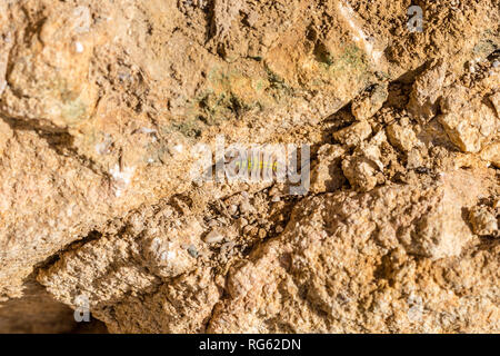 Common sea slater, sea roach, littoral woodlouse, Meeres-Klippenassel ...