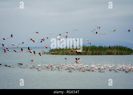 Flamingos in Manyas Lake, Turkey Stock Photo - Alamy