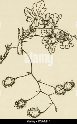 Gooseberries on a young bush being trained as a triple cordon, Wales ...