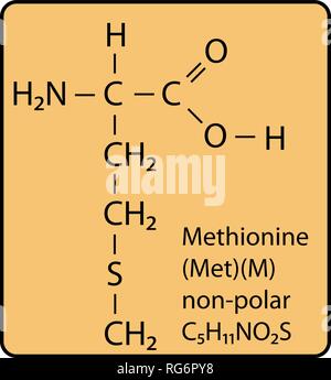 Methionine Amino Acid Molecule Ball and Stick Structure Stock Vector ...