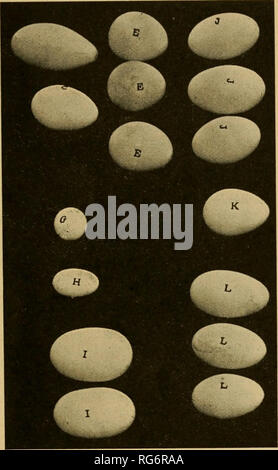 various types shape size and color of sea shells Stock Photo - Alamy
