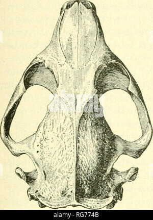 Beaver Skull, Castor canadensis Stock Photo - Alamy