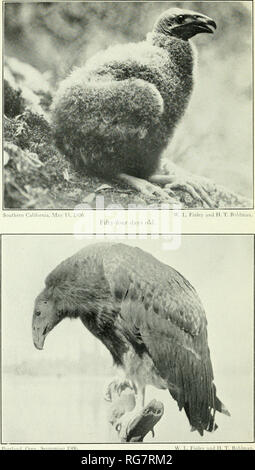 . The condor. Birds; Birds; Birds. . Please note that these images are ...
