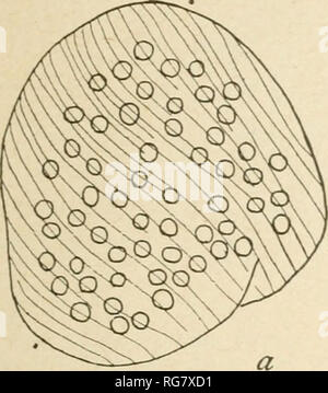 The 1915 Bulletin of the United States National Museum provides ...