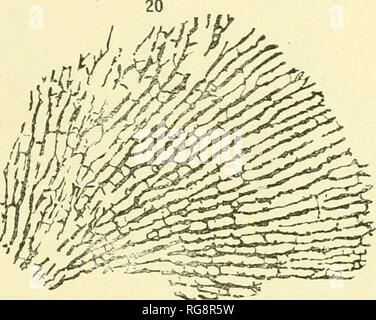 Dictyonema retiforme Hall Stock Photo - Alamy