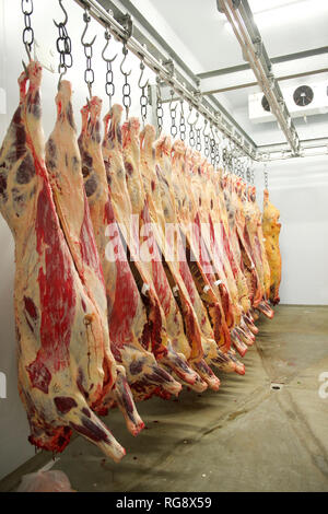 Beef carcasses hanging in an abattoir chill room Stock Photo - Alamy