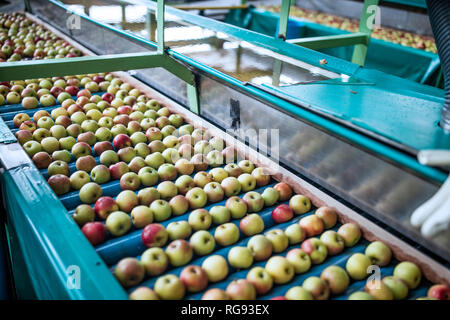 Processing of apples Stock Photo - Alamy