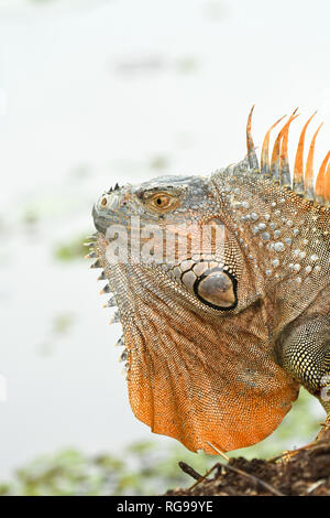 Male Land Iguana in breeding colours Stock Photo - Alamy