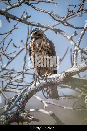 Hawk on branch Galapagos ecuador Stock Photo - Alamy
