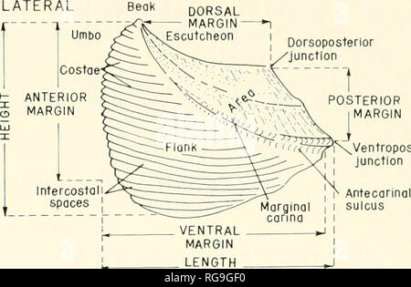 . Bulletins of American paleontology. INNER MARGIN .OUTER MARGIN ...