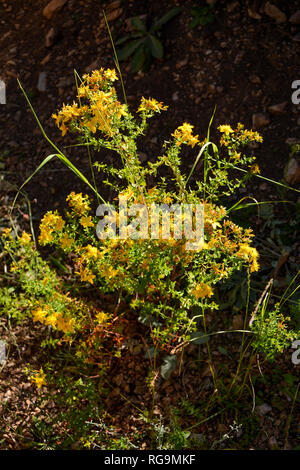 herbal hypericum tea Stock Photo - Alamy