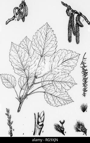 Aspen tree trunk scars Stock Photo - Alamy