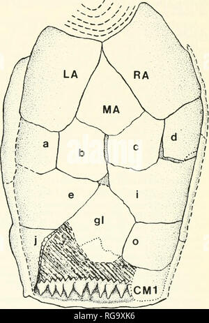 . Bulletins of American paleontology. North American Mitrate ...
