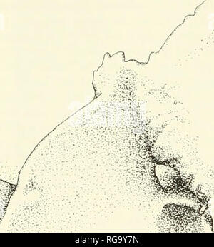 Bulletins of American paleontology . Holotype (USNM 164218). NSF 350 ...