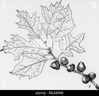 Woodland covered by thin young trees with the sun shining behind them ...