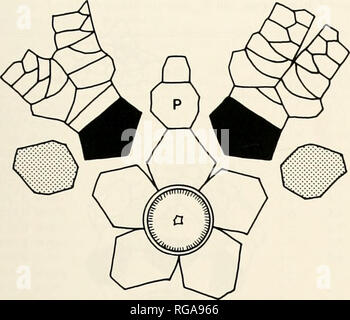 . Bulletins of American paleontology. Early Silurian Crinoids from New ...