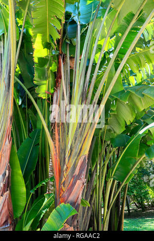 Tropical rainforest, with Traveller's Tree (Ravenala Stock Photo ...