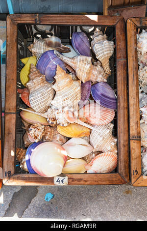 Seashells on display in a shop in Fiji Stock Photo - Alamy