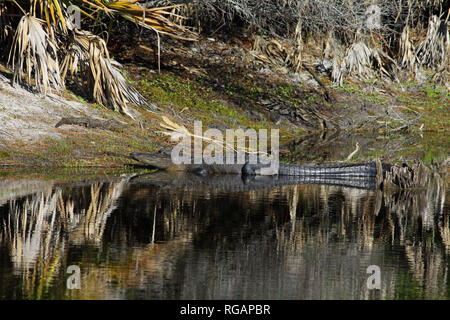 ALLIGATOR IN OKEFENOKEE SWAMP PARK FLORIDA EVERGLADES Stock Photo - Alamy