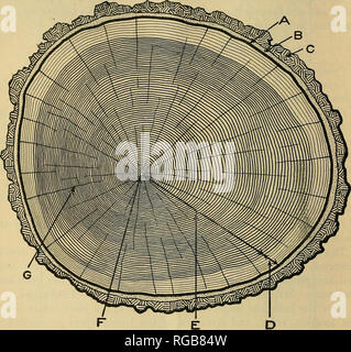 Inner, growing (cambium) layer of a tree bark eaten by the beaver in ...