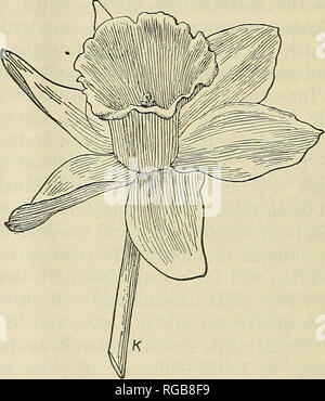 Narcissus Telamonius plenus 'Van Sion' Stock Photo - Alamy