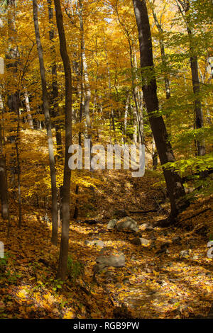A dry rocky stream bed on a sunny fall day in the woods Stock Photo - Alamy