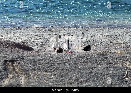 Ducks at the Colorado River, Ducks in the desert Stock Photo - Alamy