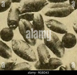 Hairy Vetch seed pods Stock Photo - Alamy