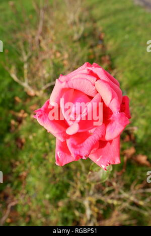 A lone pink flower Stock Photo - Alamy