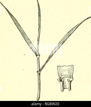 ITALIAN RYE-GRASS Lolium multiflorum (Poaceae Stock Photo - Alamy