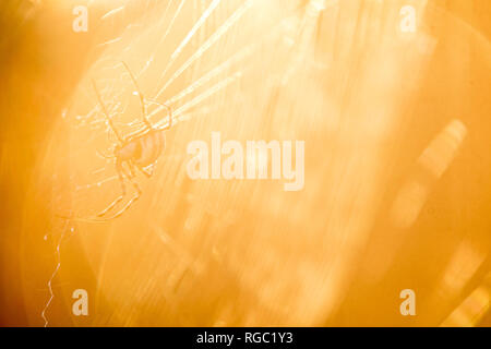 Sun spider South Africa Stock Photo - Alamy