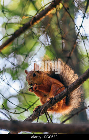 The squirrel with nut sits on a fir branches in the winter or autumn ...