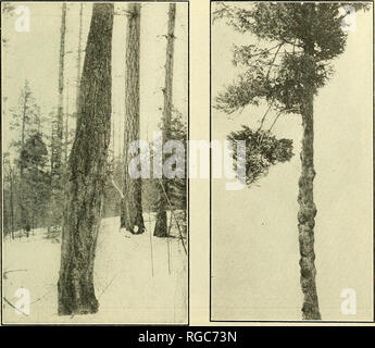 While other species of trees produce burls, in Nova Scotia pine trees ...