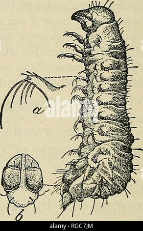 southern corn leaf beetle