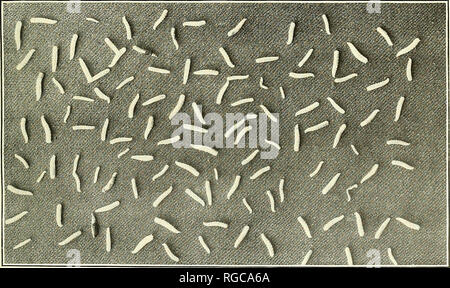 Mediterranean fruit fly larvae (Ceratitis capitata Stock Photo - Alamy