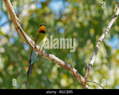 A low angle shot of bee-eater bird perched on rope against cloudy blue ...