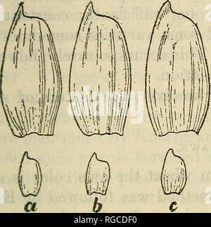. Classification of American wheat varieties. Wheat; Wheat ...