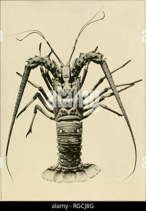 The dorsal view of an adult female lobster with external eggs provides ...