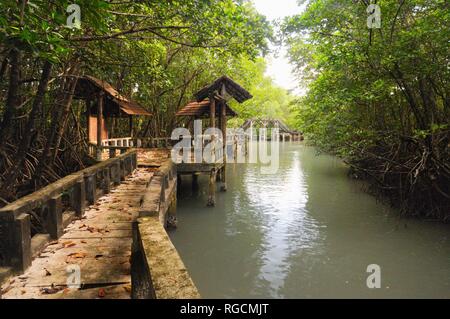 walkway in mangrove forest Stock Photo - Alamy