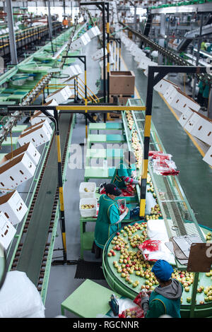 Women working in apple factory Stock Photo - Alamy